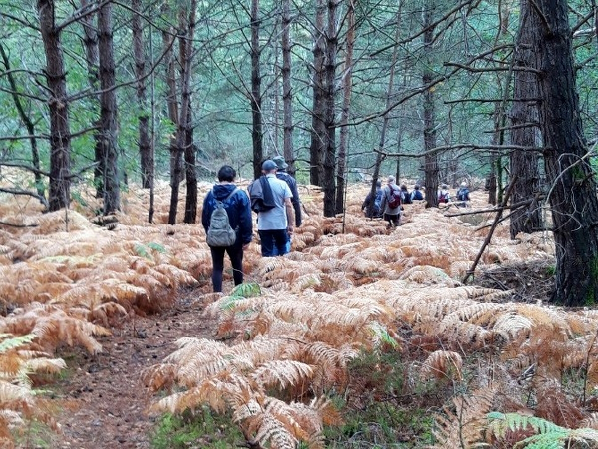 Randonnée pédestre en forêt des Trois Pignons le 3 décembre 2022 - Le ...